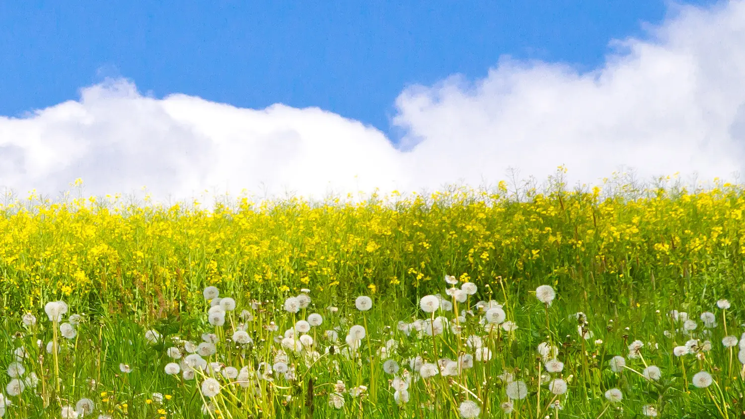 Servicio completo exequial, Los Olivos - Microempresas